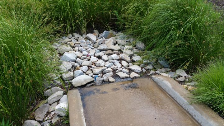 Plants and the Design of Bioretention Areas | Bluegrass Lawncare