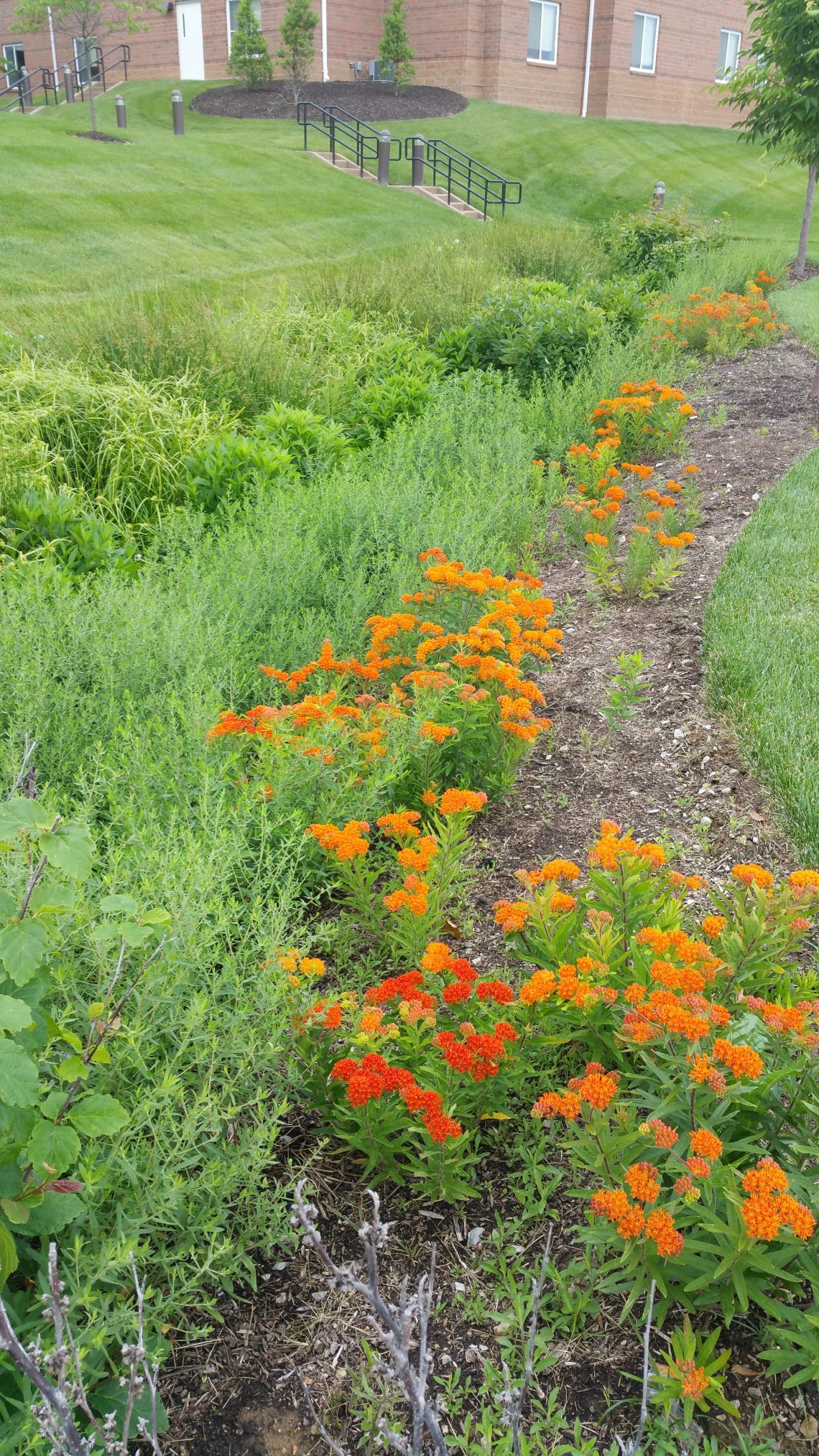 Plants and the Design of Bioretention Areas | Bluegrass Lawncare