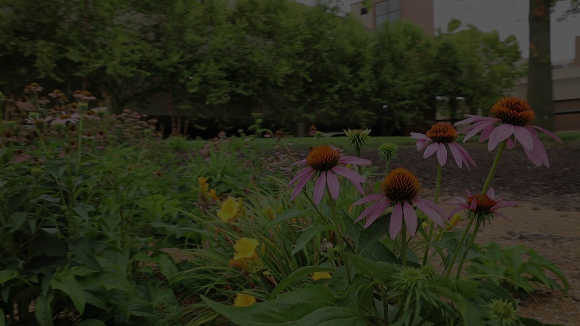 Sustainable Landscaping with Native Plants | Bluegrass Lawncare