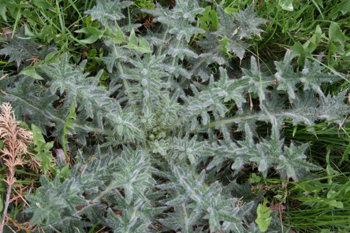 Name That Weed - Common Weeds That Could Be Growing In Your Lawn ...