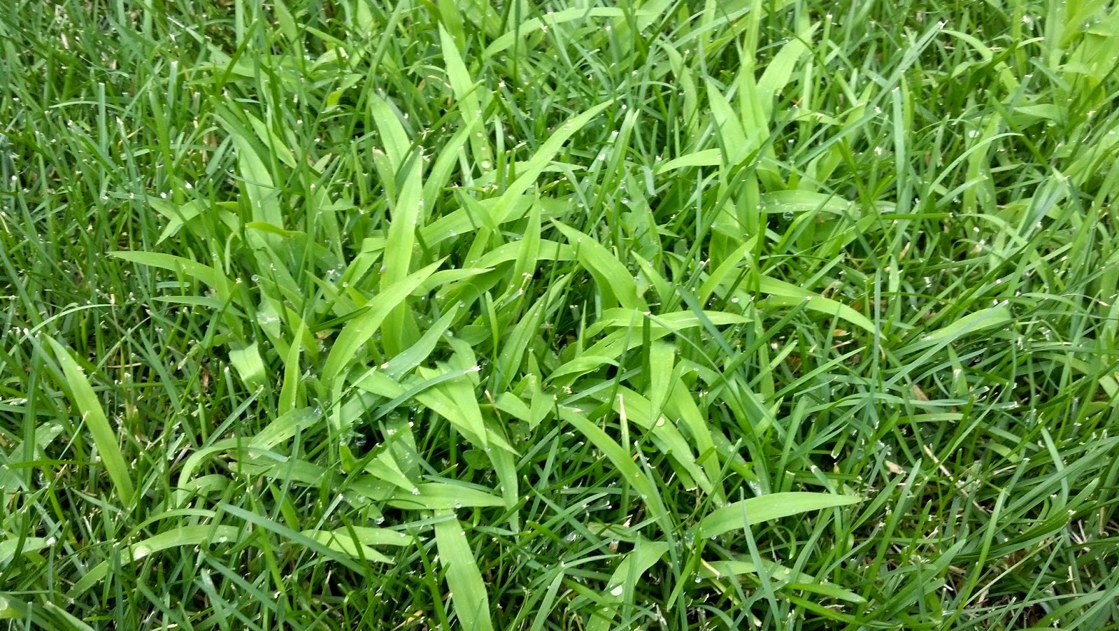 Name That Weed - Common Weeds That Could Be Growing In Your Lawn ...