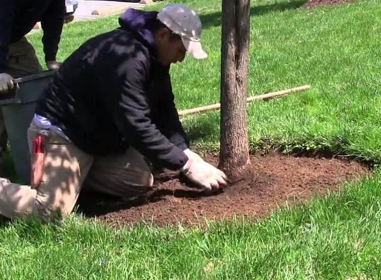 Why Volcano Mulching Hurt Your Landscape