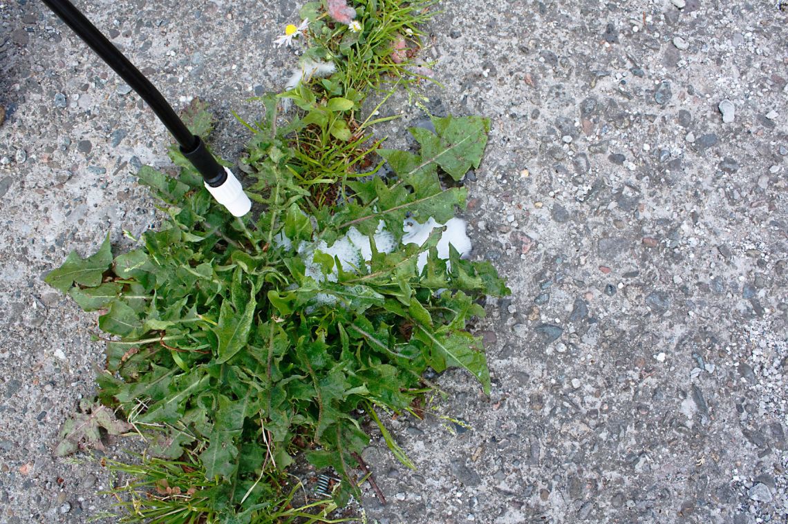 3 Weed Control Practices For Your Landscape Beds | Bluegrass Lawncare